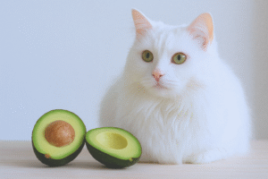 Can Cats Eat Avocados? Risks, Myths, and Vet-Approved Advice
